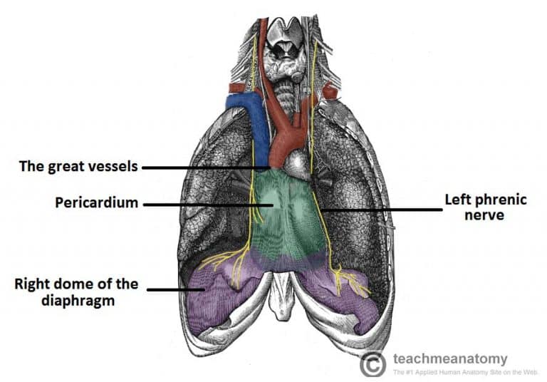 Heart Anatomy | Chambers, Valves, Conducting System and Coronary Supply ...