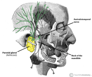 Auriculotemporal Nerve - Course - Supply - TeachMeAnatomy