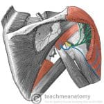 Upper Limb Nerves | Brachial Plexus and Peripheral Nerves – TeachMeAnatomy