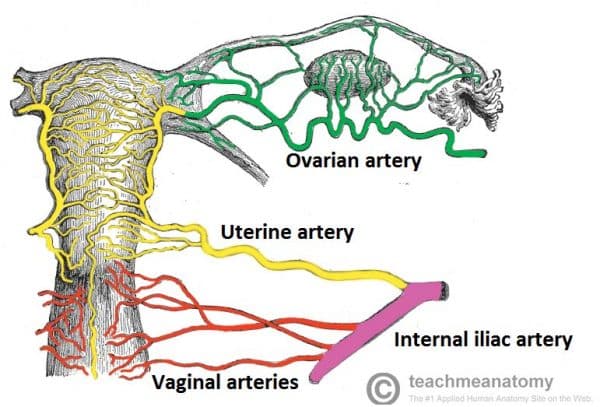 The Ovaries - Structure - Ligaments - Vascular Supply - Function