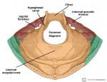 The Cranial Fossae - TeachMeAnatomy