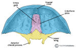 Anterior Cranial Fossa - Boundaries - Contents - TeachMeAnatomy