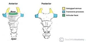 The Coccyx - Structure - Attachments - TeachMeAnatomy