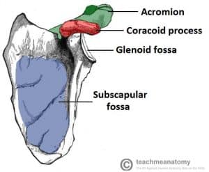 The Scapula - Surfaces - Fractures - Winging - TeachMeAnatomy