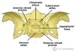Middle Cranial Fossa - Boundaries - Contents - TeachMeAnatomy