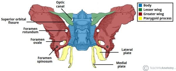 Cranial Foramina – Anatomical Features and Key Structures - TeachMeAnatomy