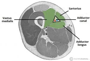 The Adductor Canal - Borders - Contents - TeachMeAnatomy