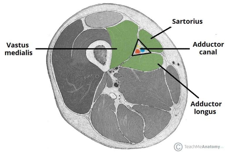 The Adductor Canal Borders Contents Teachmeanatomy