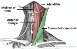 Cervical Triangles | Anterior and Posterior Neck Regions – TeachMeAnatomy