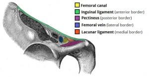 The Femoral Canal - Borders - Contents - TeachMeAnatomy