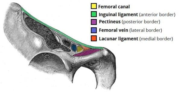 The Femoral Canal - Borders - Contents - TeachMeAnatomy