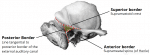 The Mastoid Fossa - MacEwen's Triangle - Borders - Contents ...
