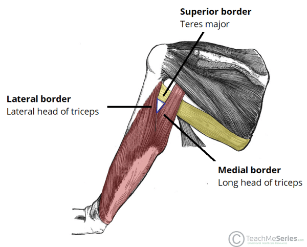 Muscles of the Leg - Anterior - Lateral - Posterior - TeachMeAnatomy