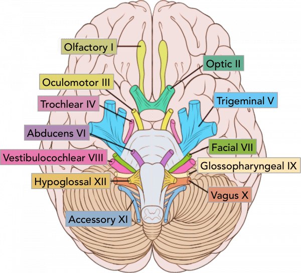 The Cranial Nerves | Functions and Pathways – TeachMeAnatomy