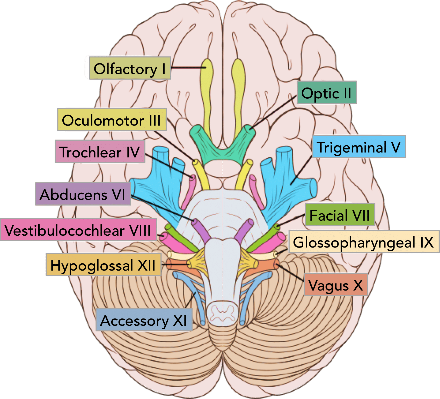 Summary Of The Cranial Nerves TeachMeAnatomy