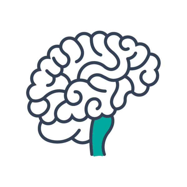Neuroanatomy | Brain and Spinal Cord Structures – TeachMeAnatomy