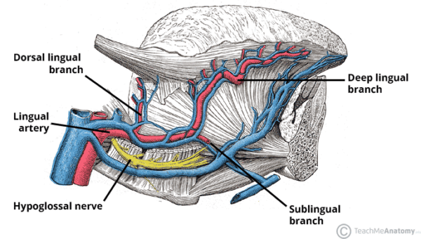 Lingual Artery - Course - Supply - TeachMeAnatomy