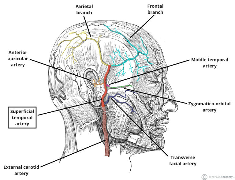 Arterial Supply to the Face - Course - Branches - TeachMeAnatomy