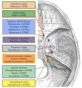 Cranial Nerves Anatomy | Origin, Course & Functions