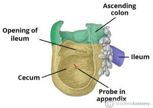 The Appendix - Retrocecal - Arterial supply - Appendicitis - TeachMeAnatomy