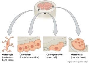 Ultrastructure of Bone - Components - Structure - TeachMeAnatomy