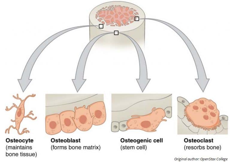 Ultrastructure of Bone - Components - Structure - TeachMeAnatomy