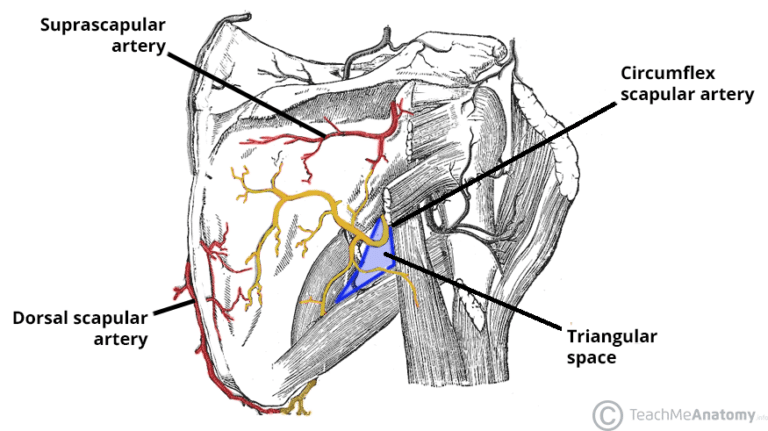 Circumflex Scapular Artery - Course - Supply - TeachMeAnatomy