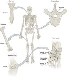 How to Learn Bone Anatomy – Step-by-Step Guide for Students ...