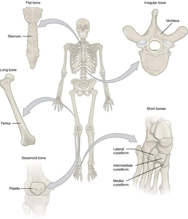 How to Learn Bone Anatomy – Step-by-Step Guide for Students ...
