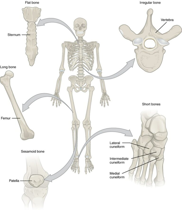 How to Learn Bone Anatomy – Step-by-Step Guide for Students - TeachMeAnatomy