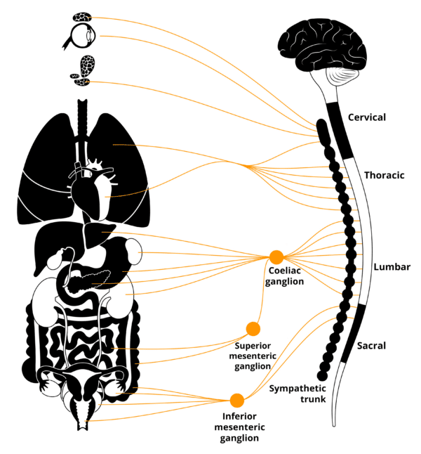 Sympathetic Nervous System - Structure - Chain - TeachMeAnatomy