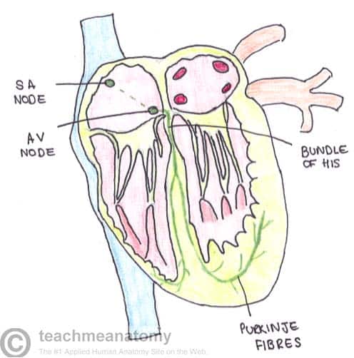 The Conducting System of the Heart - TeachMeAnatomy