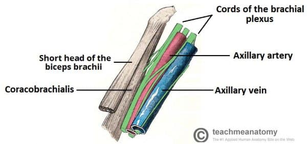 The Axilla Region - Borders - Contents - TeachMeAnatomy