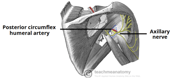 Quadrangular Space - Borders - Contents - TeachMeAnatomy