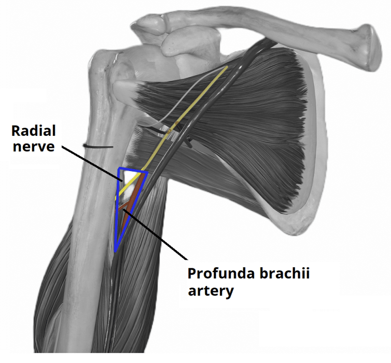 Triangular Interval - Borders - Contents - TeachMeAnatomy