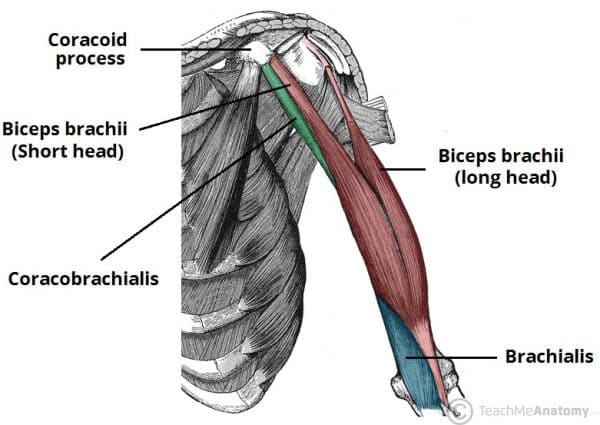 Coracobrachialis - Attachments - Actions - TeachMeAnatomy