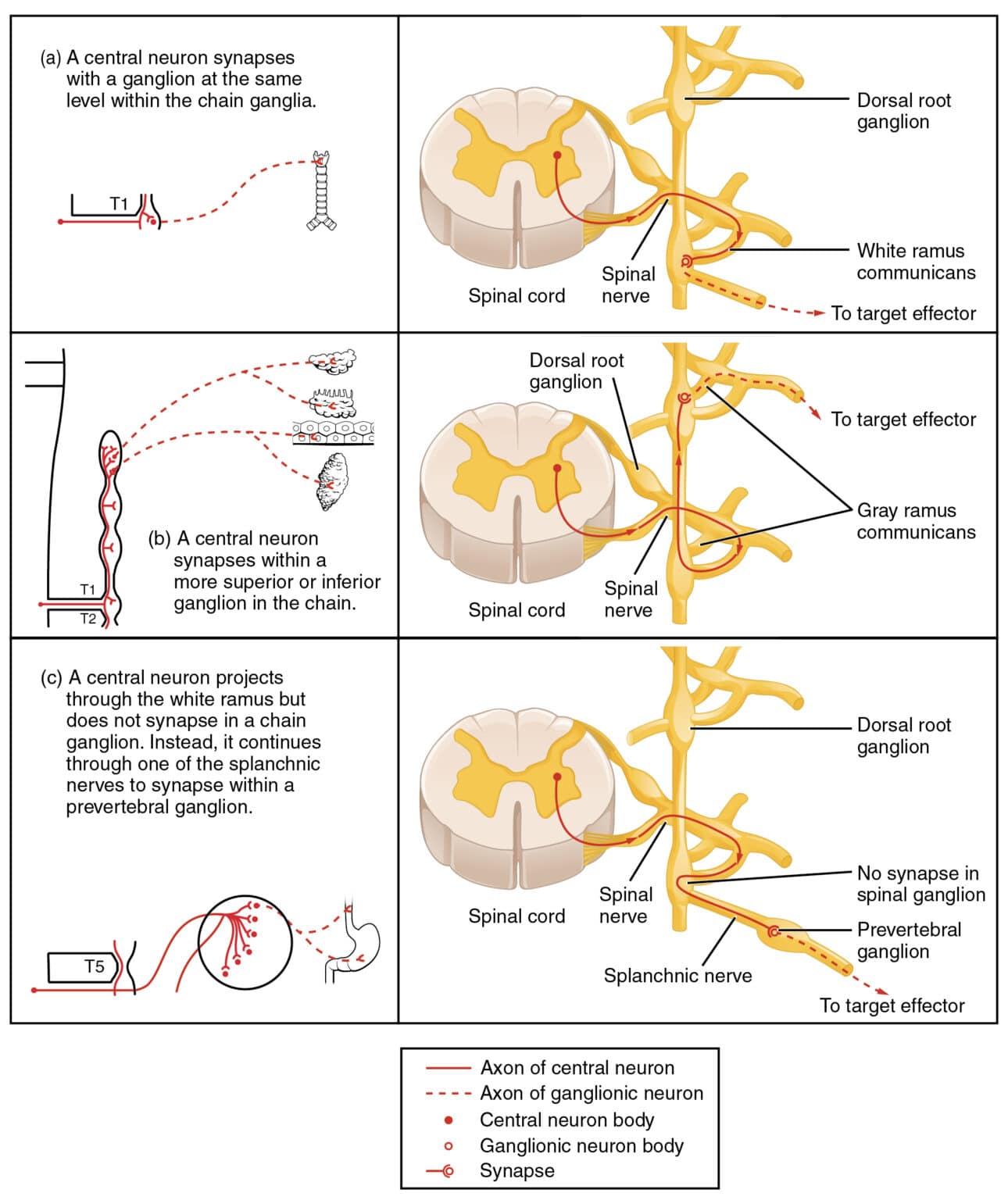 Sympathetic Nervous System - Structure - Chain - TeachMeAnatomy