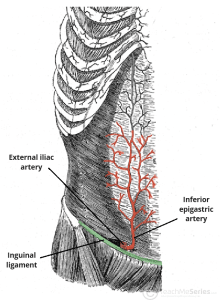 Inferior Epigastric Artery - Course - Supply - TeachMeAnatomy