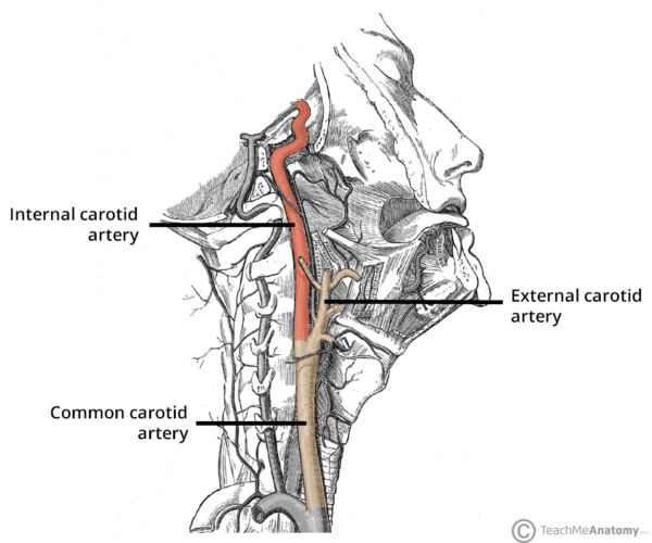 Internal Carotid Artery – Course, Branches & Supply