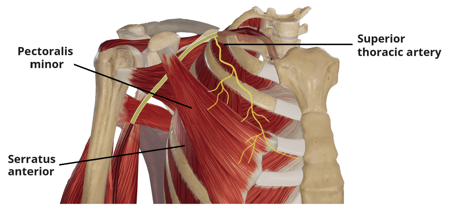 Superior Thoracic Artery - Course - Supply - TeachMeAnatomy