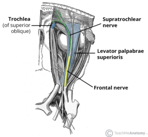 Supratrochlear Nerve - Course - Supply - TeachMeAnatomy