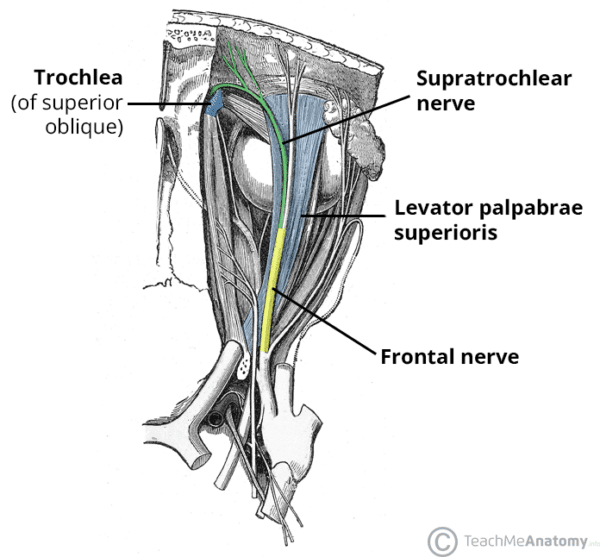 Back Muscles | Superficial, Intermediate and Deep Layers – TeachMeAnatomy