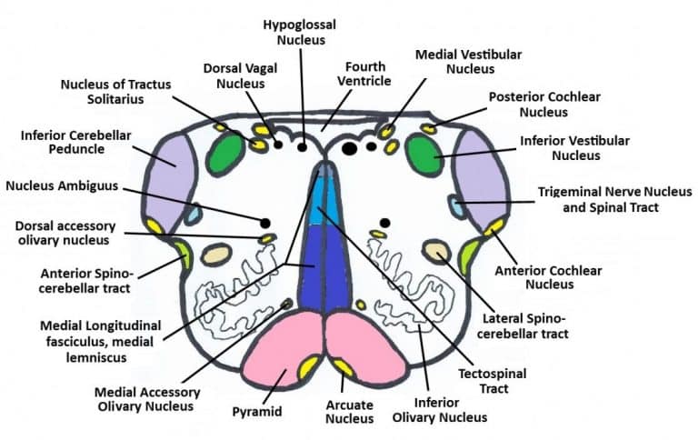The Medulla Oblongata - Internal Structure - Vasculature - TeachMeAnatomy
