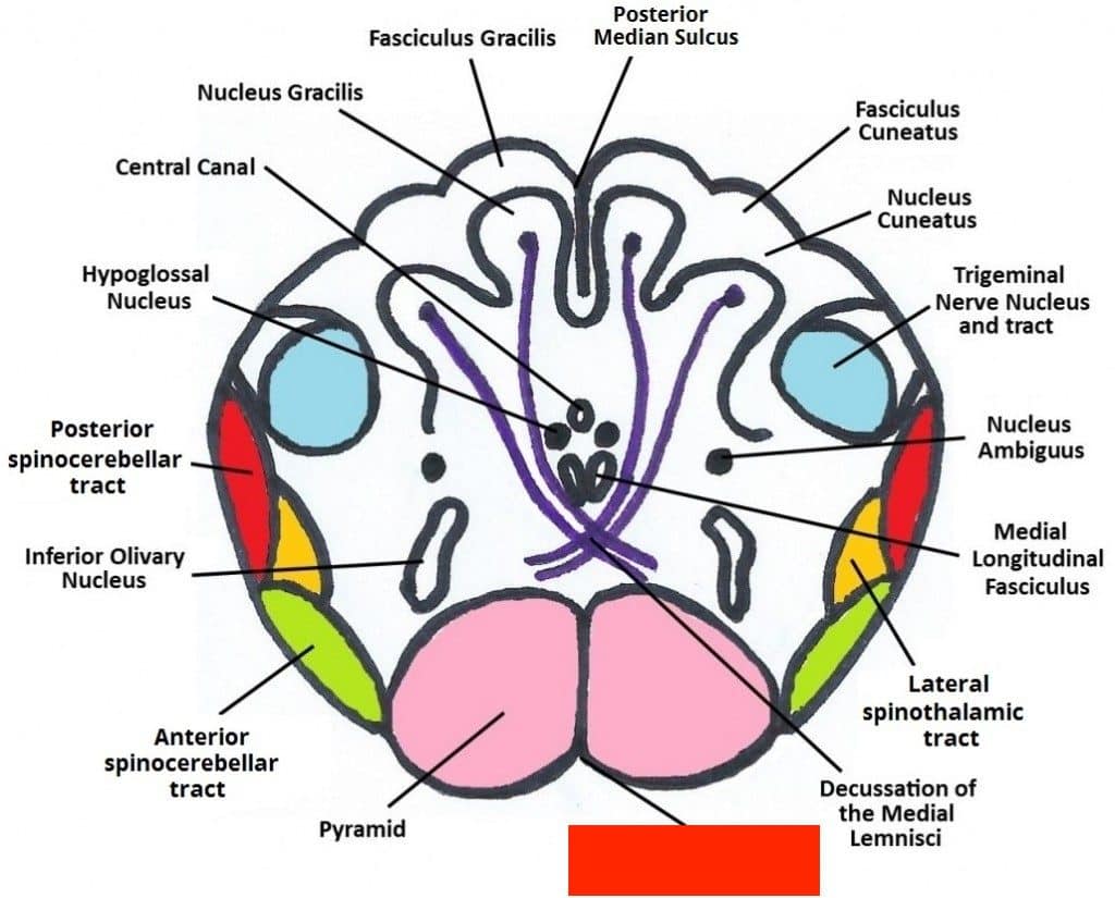 The Medulla Oblongata Internal Structure Vasculature TeachMeAnatomy The Medulla Oblongata Internal Structure Vasculature TeachMeAnatomy