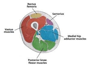 Muscles of the Thigh - Anterior - Medial - Posterior - TeachMeAnatomy