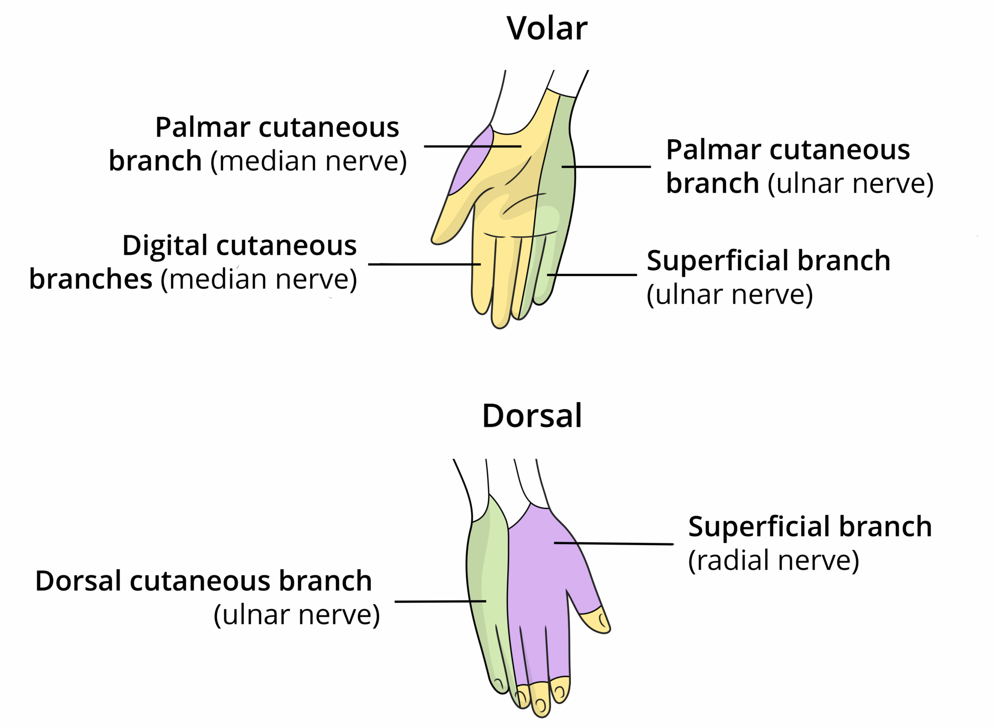 Cutaneous Innervation of the Upper Limb – Peripheral Nerves & Dermatomes