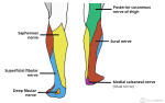 The Cutaneous Innervation of the Lower Limb - TeachMeAnatomy