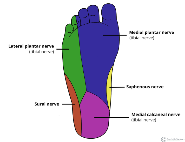 Medial Plantar Nerve - Course - Motor - Sensory - TeachMeAnatomy