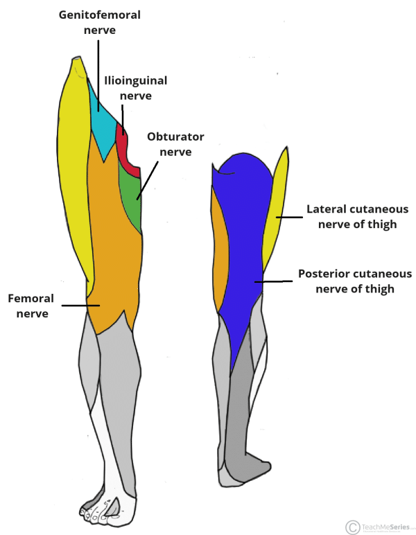 The Cutaneous Innervation of the Lower Limb - TeachMeAnatomy