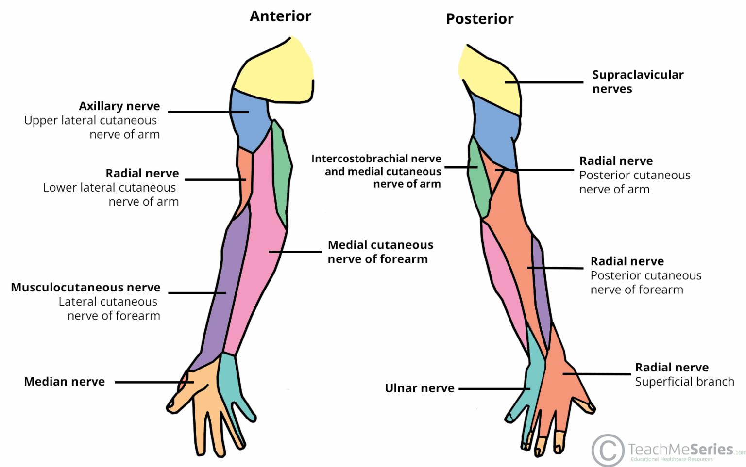 Cutaneous Innervation of the Upper Limb – Peripheral Nerves & Dermatomes